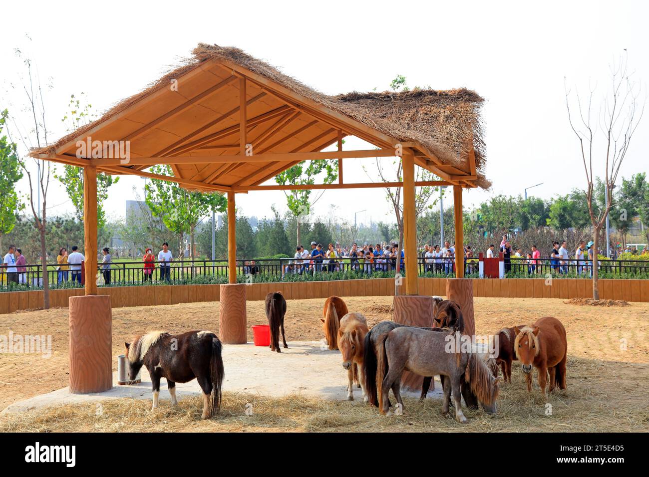 Shetland Pony in a zoo Stock Photo - Alamy