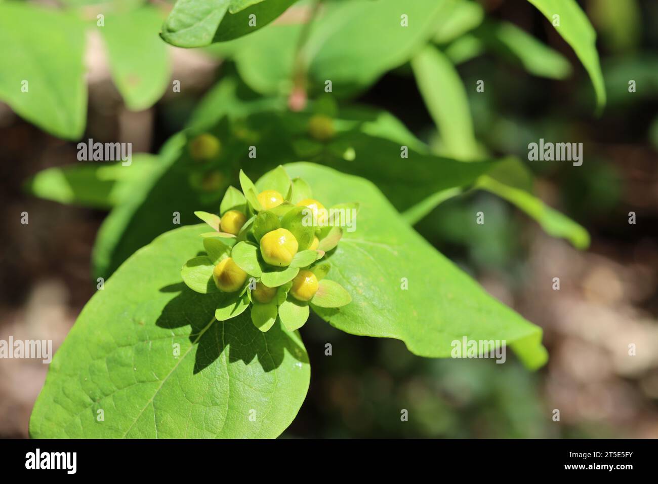 Yellow flowers hypericum in nature hi-res stock photography and images ...