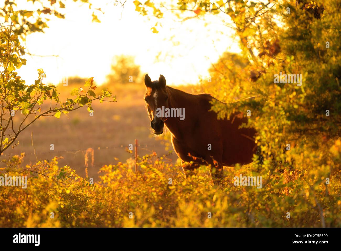 Arabian horse looking at the viewer through an opening in trees at ...
