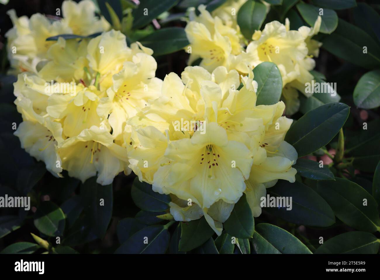 Rhododendron flowers in bloom hi-res stock photography and images - Alamy