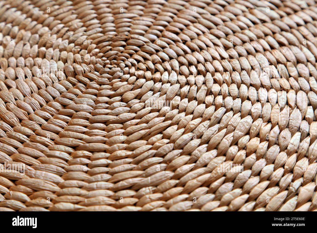 Hand with cattail hi-res stock photography and images - Alamy