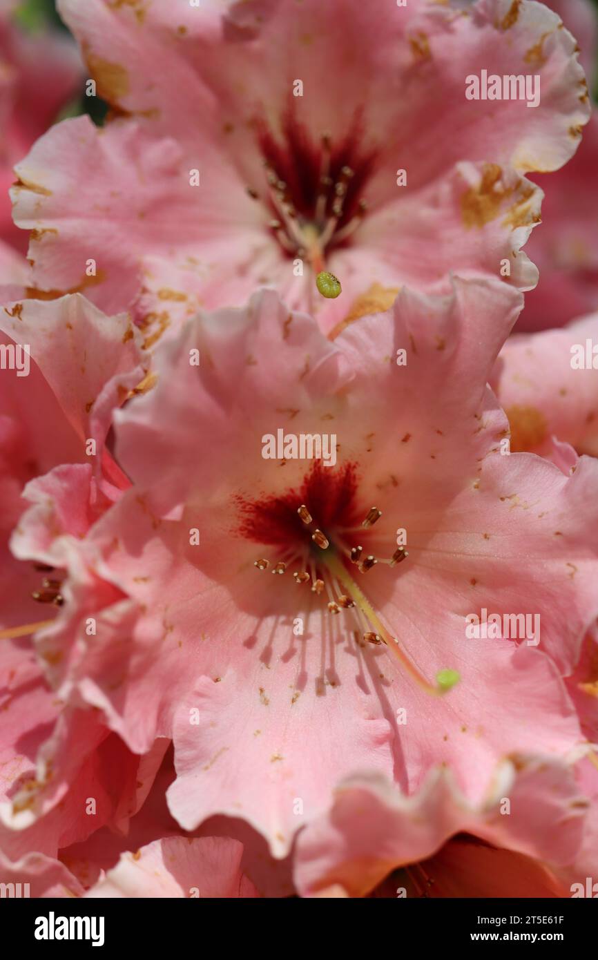 Pink ruffly rhododendrons Stock Photo - Alamy