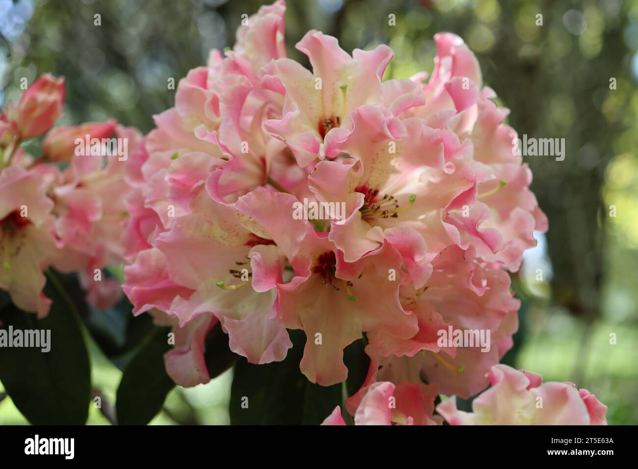 Pink ruffly rhododendrons Stock Photo - Alamy