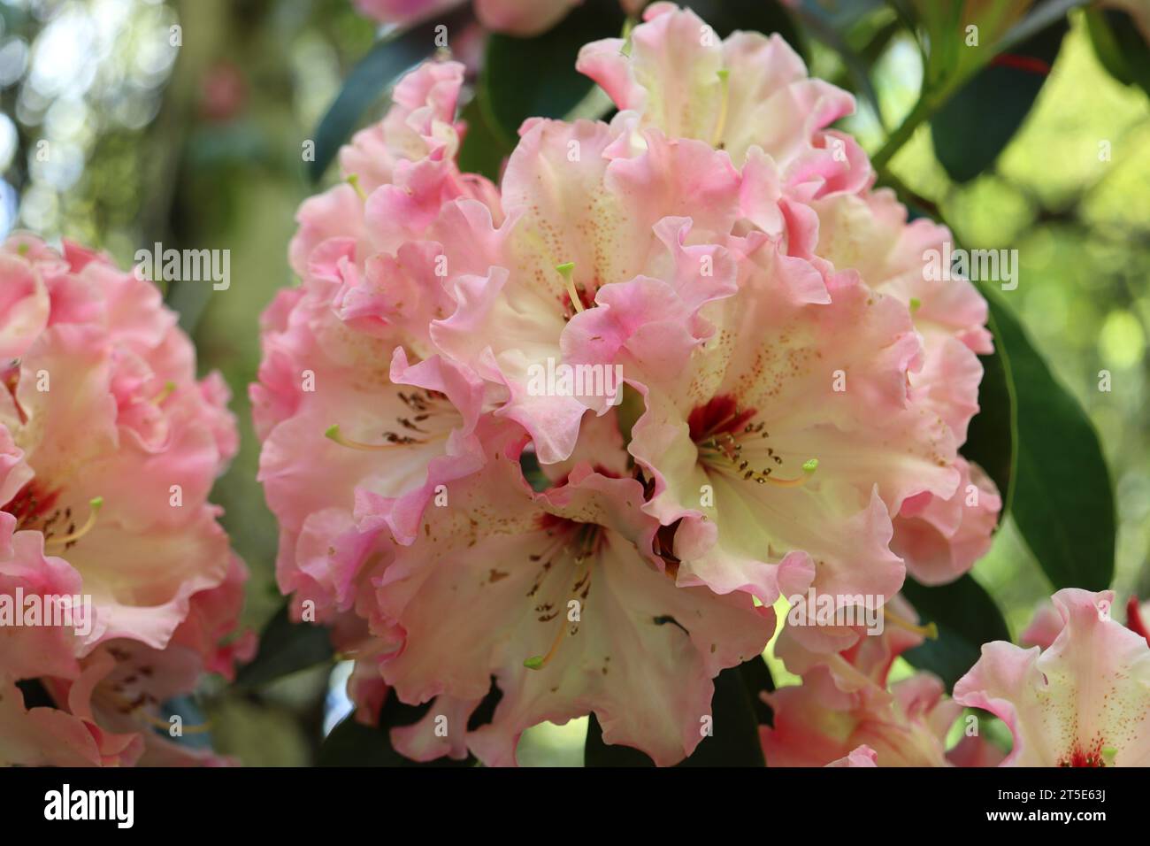 Pink ruffly rhododendrons Stock Photo - Alamy