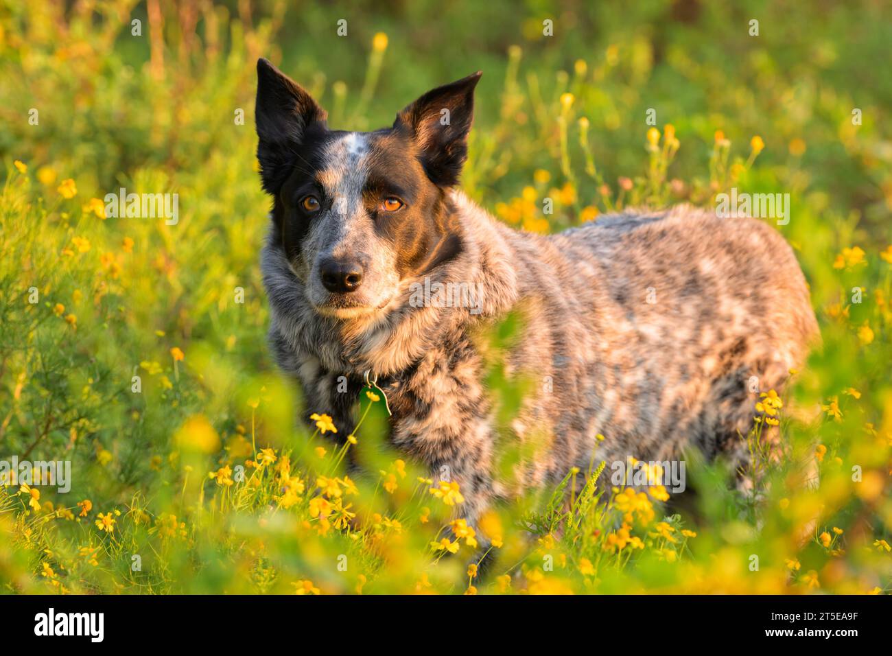Black and white Texas Heeler dog in yellow and green wildflowers on an ...