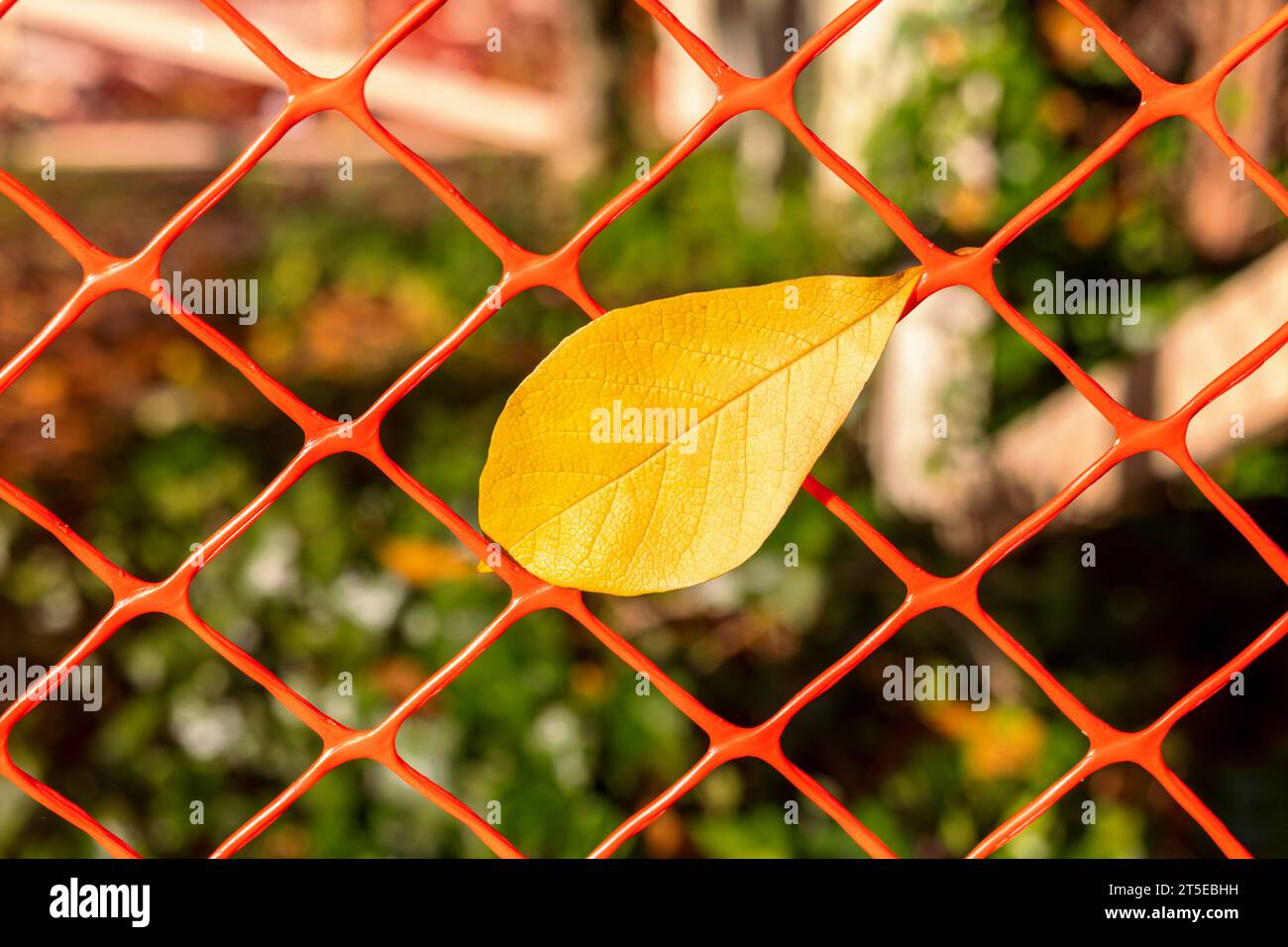 Single fallen yellow leaf is trapped in an orange netting fence that ...