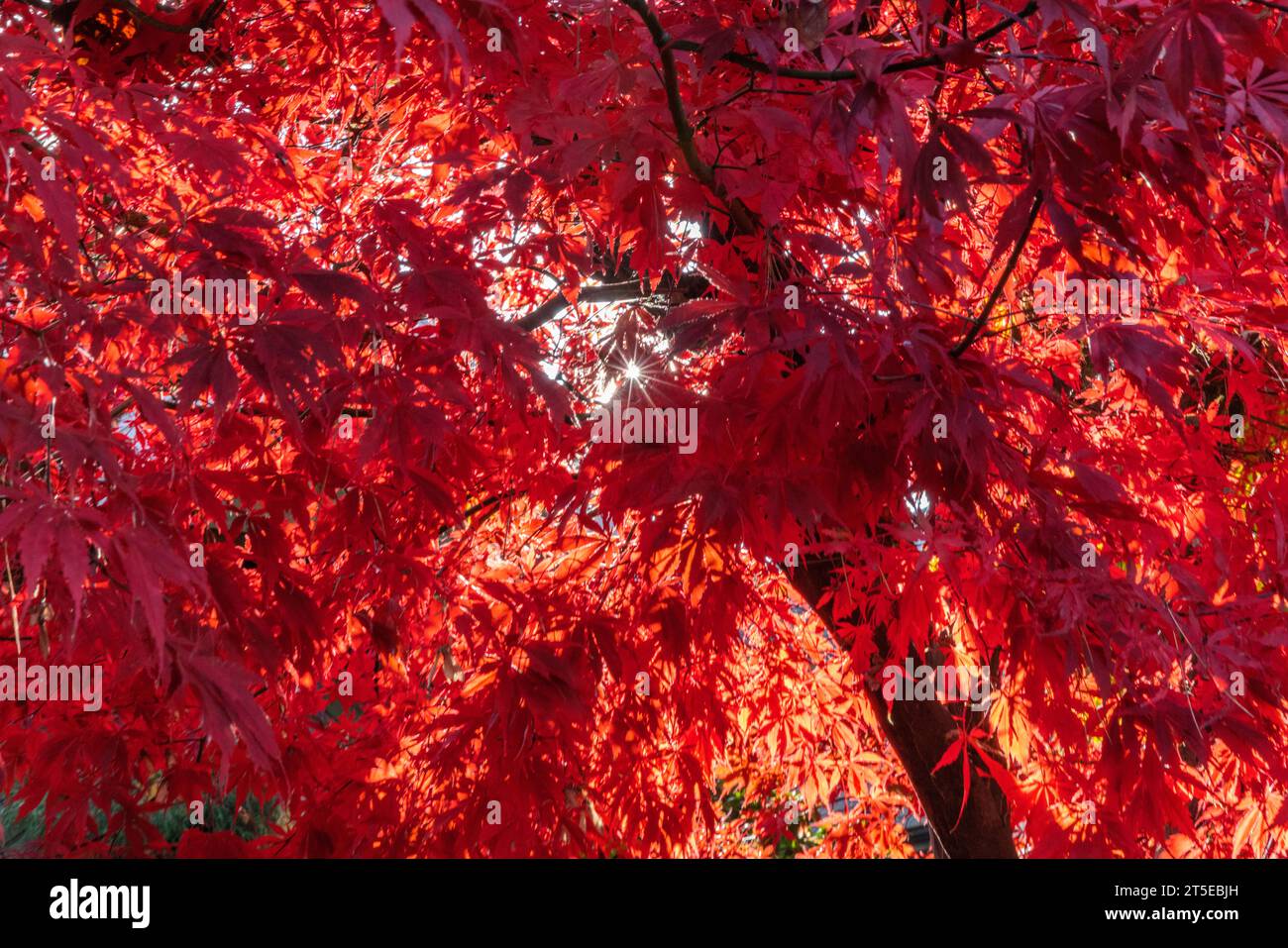 Canopy of a Japanese maple tree viewed from underneath, with sun ...