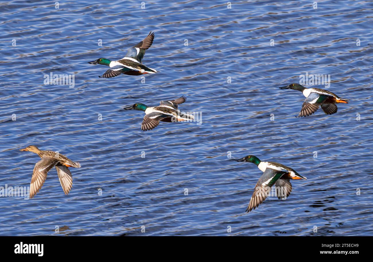 Flying ducks hi-res stock photography and images - Alamy