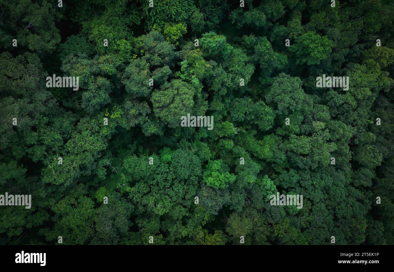 Aerial top view of green trees in forest. Drone view of dense green ...