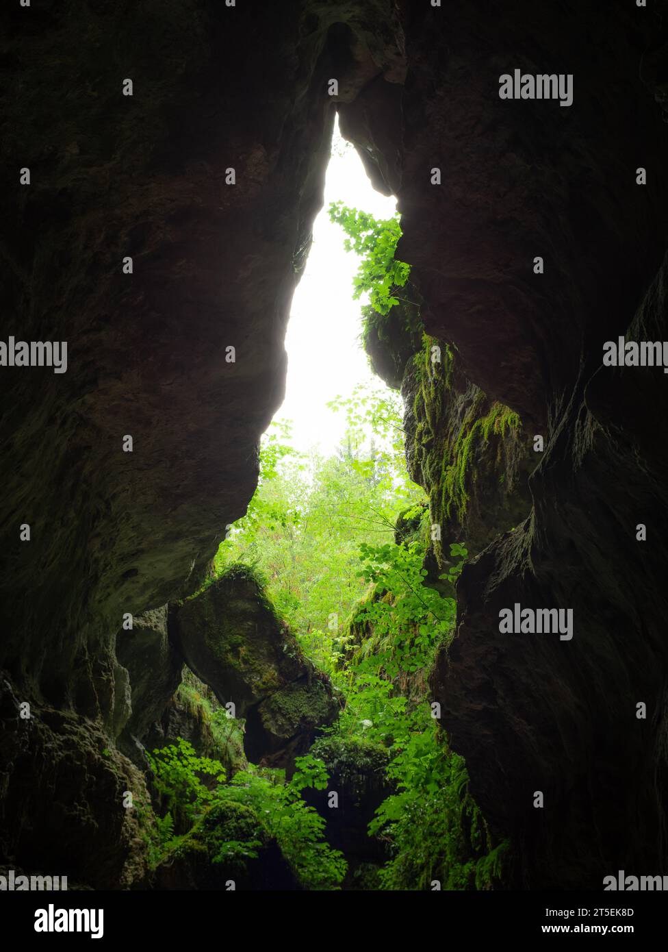 Idyllic nature growing on rock crevices. Dreamy sunlight is shining in ...
