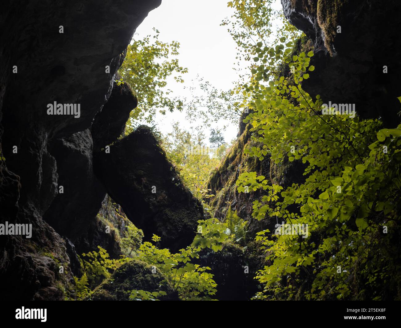 Cave vegetation hi-res stock photography and images - Alamy
