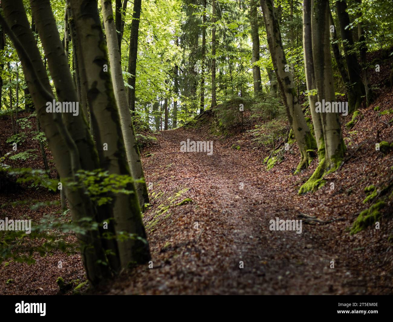 Forest path with dry leaves of the deciduous trees. Empty way in the ...