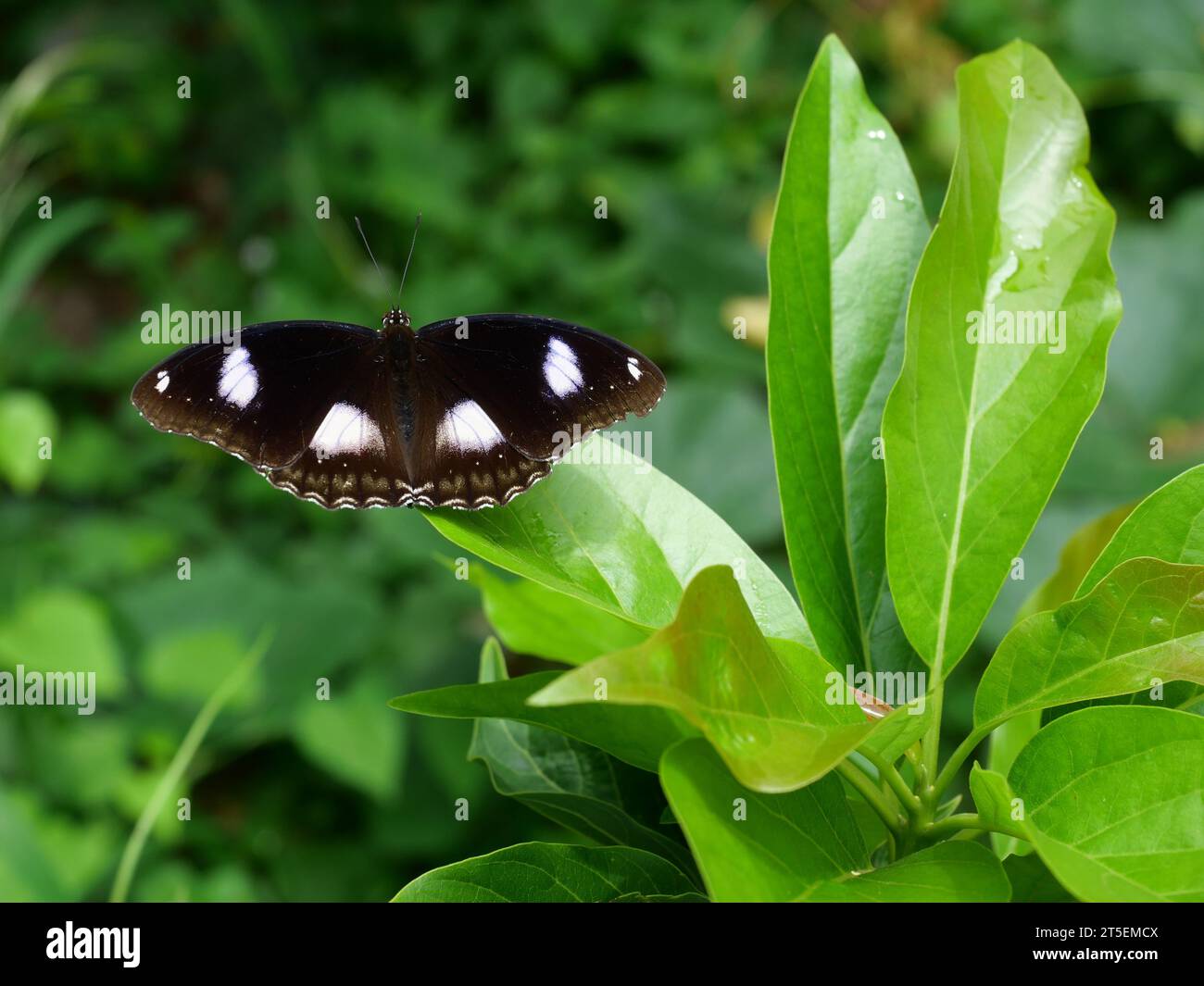 Blue Moon or Great Eggfly (Hypolimnas bolina) butterfly on leaf with ...