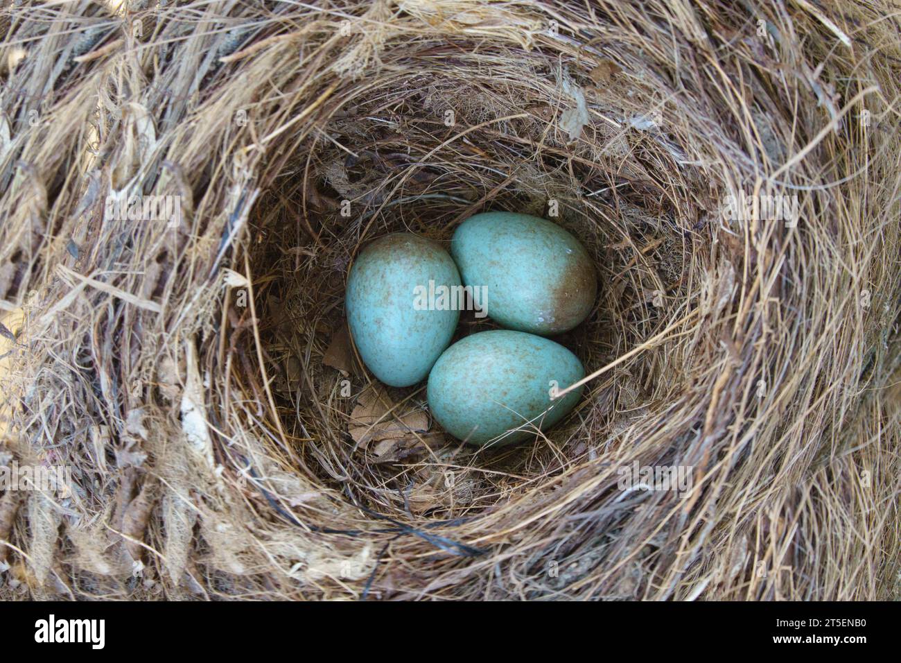 Three blue birds eggs in nest Stock Photo - Alamy