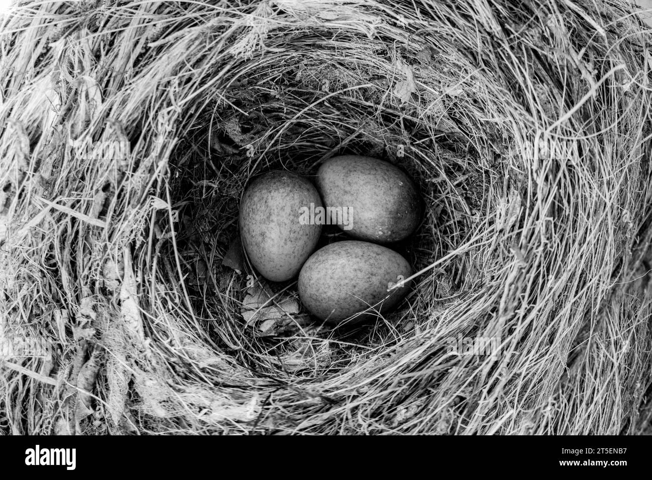Eggs in decorative nest Black and White Stock Photos & Images - Alamy