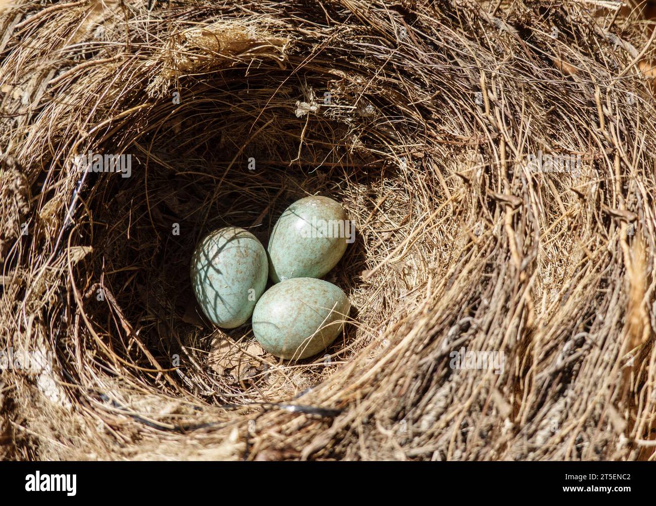 Three blue birds eggs in nest Stock Photo - Alamy
