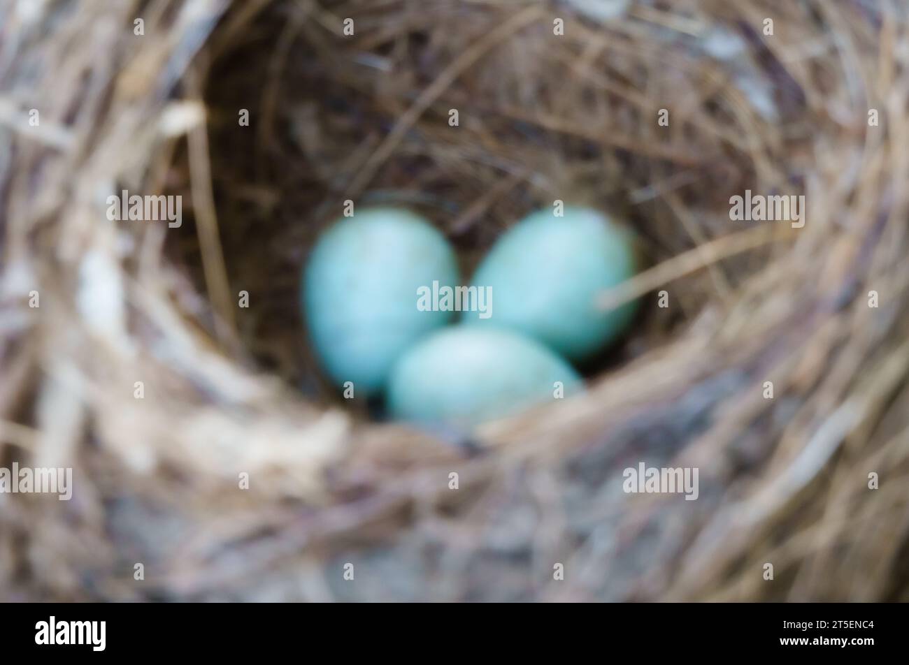 Three blue birds eggs in nest Stock Photo - Alamy