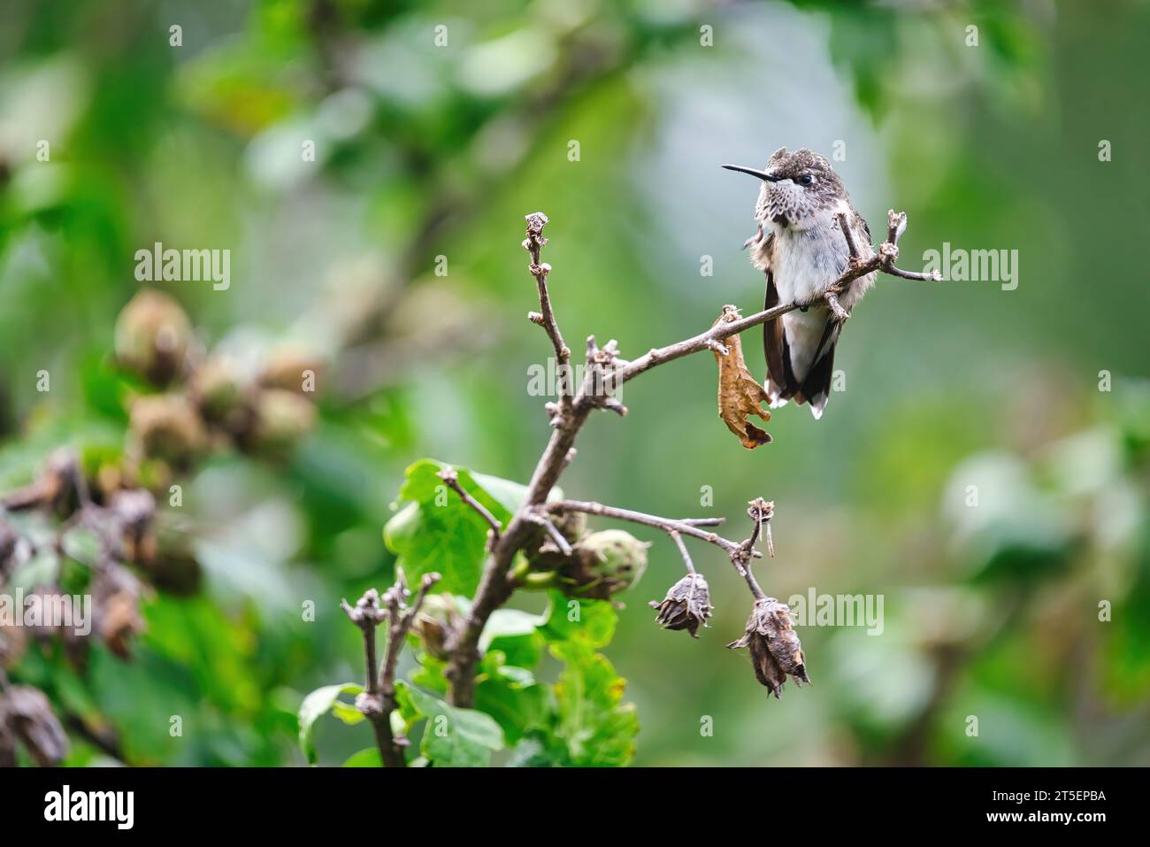 Juvenile male ruby-throated hummingbird shows his one red feather while ...
