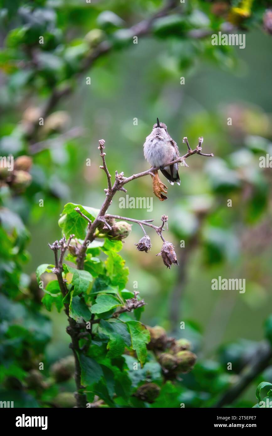Juvenile male ruby-throated hummingbird shows his one red feather on ...