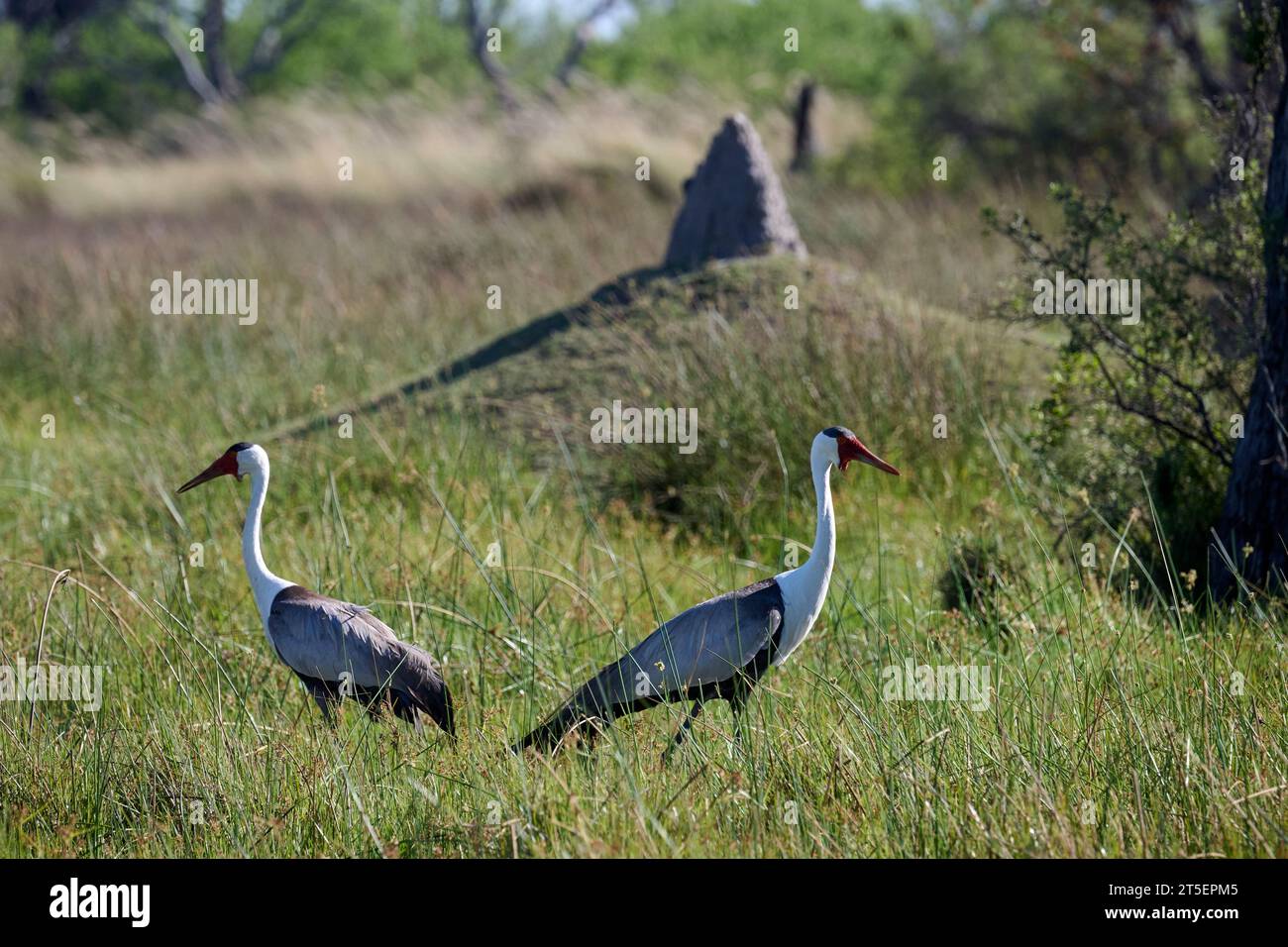 Botswana moremi game reserve hi-res stock photography and images - Alamy