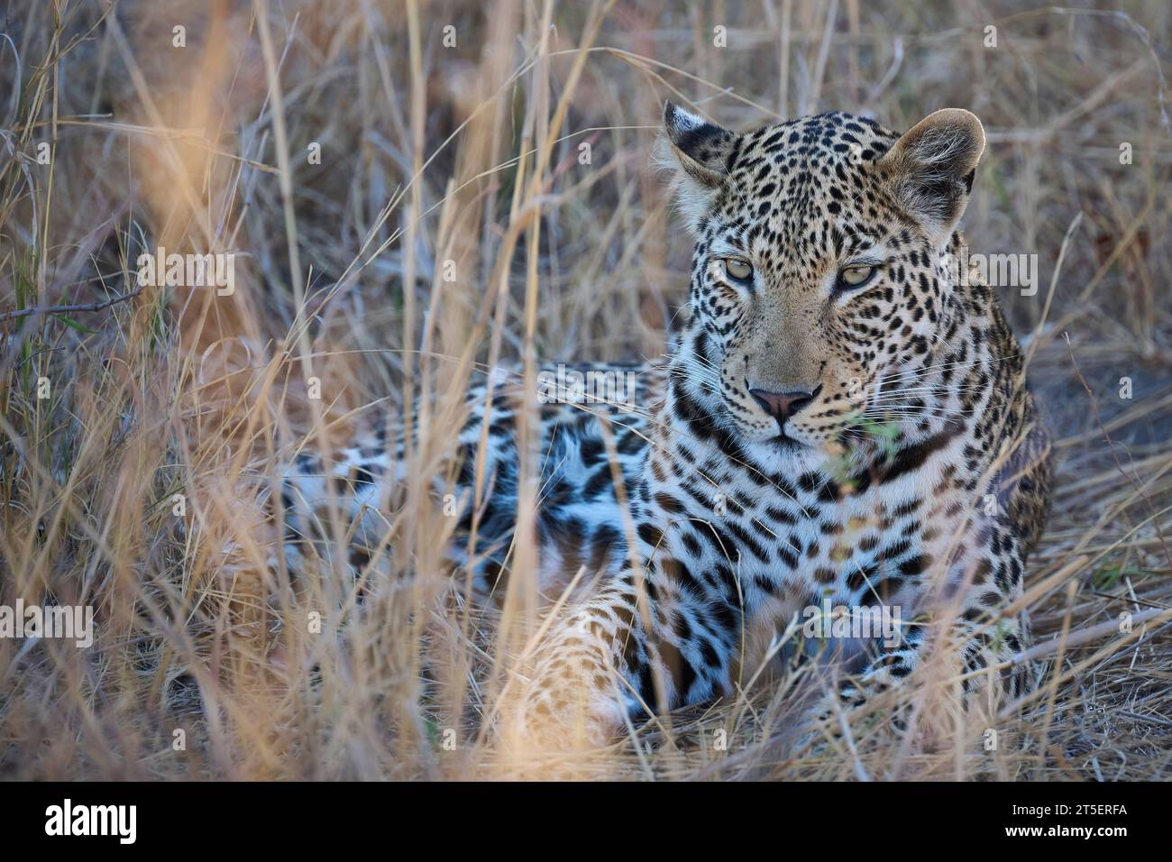 Moremi game reserve leopard hi-res stock photography and images - Alamy