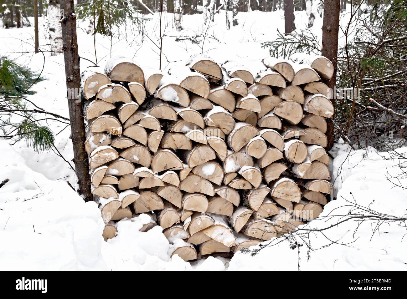 Stack of chopped wood covered with snow in the forest Stock Photo - Alamy