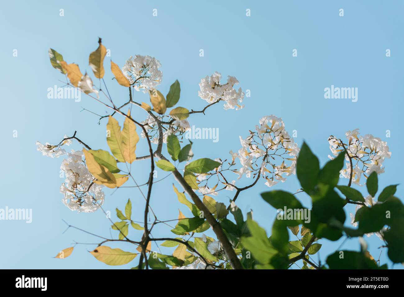 White ipe flower or lapacho blanco (Tabebuia roseo-alba) blooming on ...