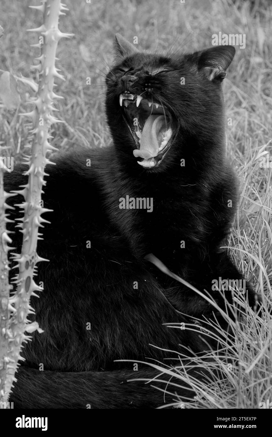 Black is back Stock Photo - Alamy