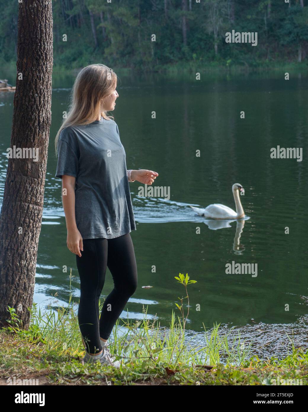 Young woman enjoying peaceful interaction with swan at lakeside Stock ...