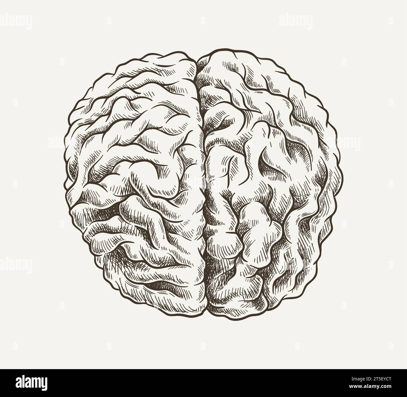 Brain minimalistic sketch vector concept Stock Vector Image & Art - Alamy