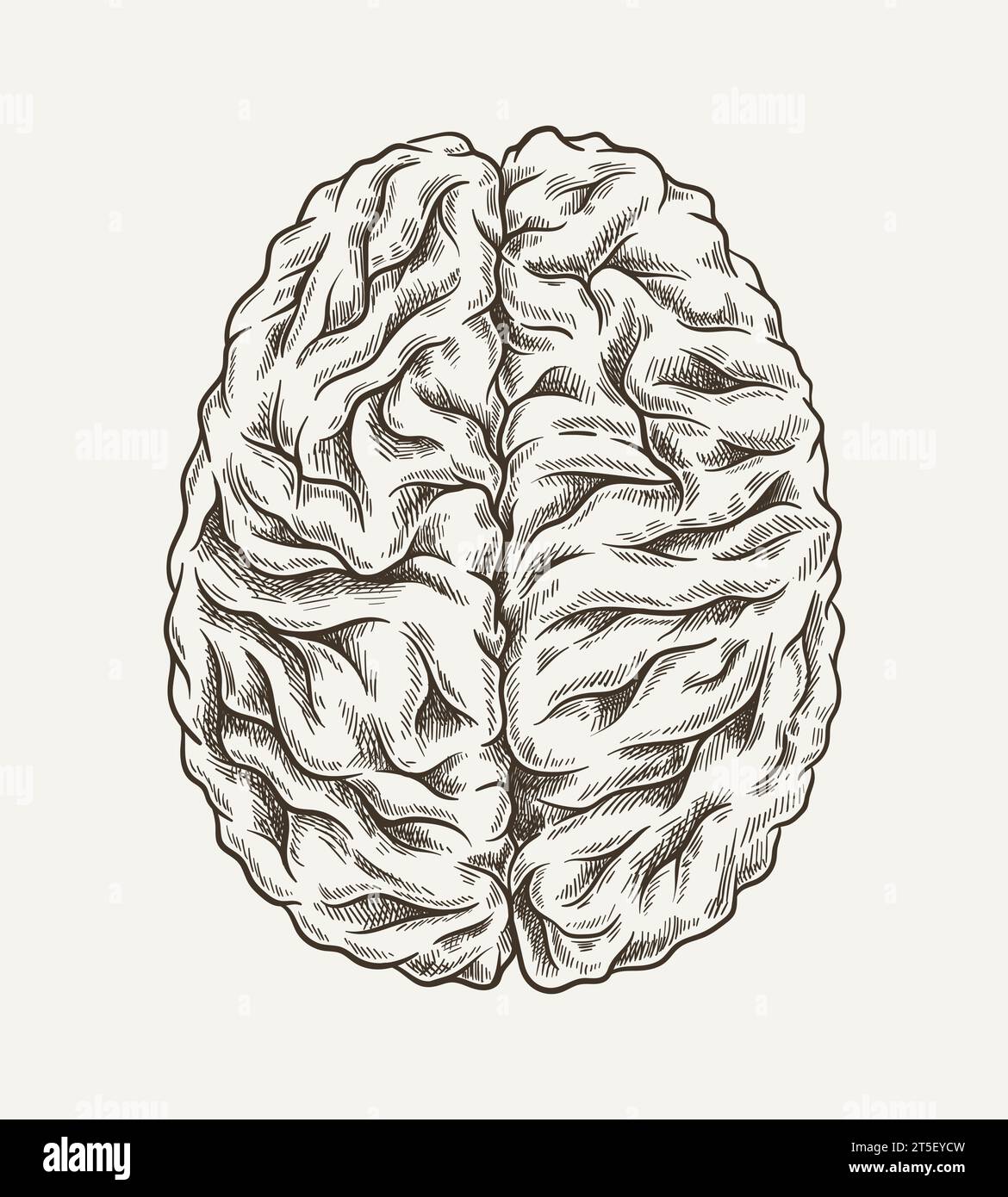 Brain minimalistic sketch vector concept Stock Vector Image & Art - Alamy