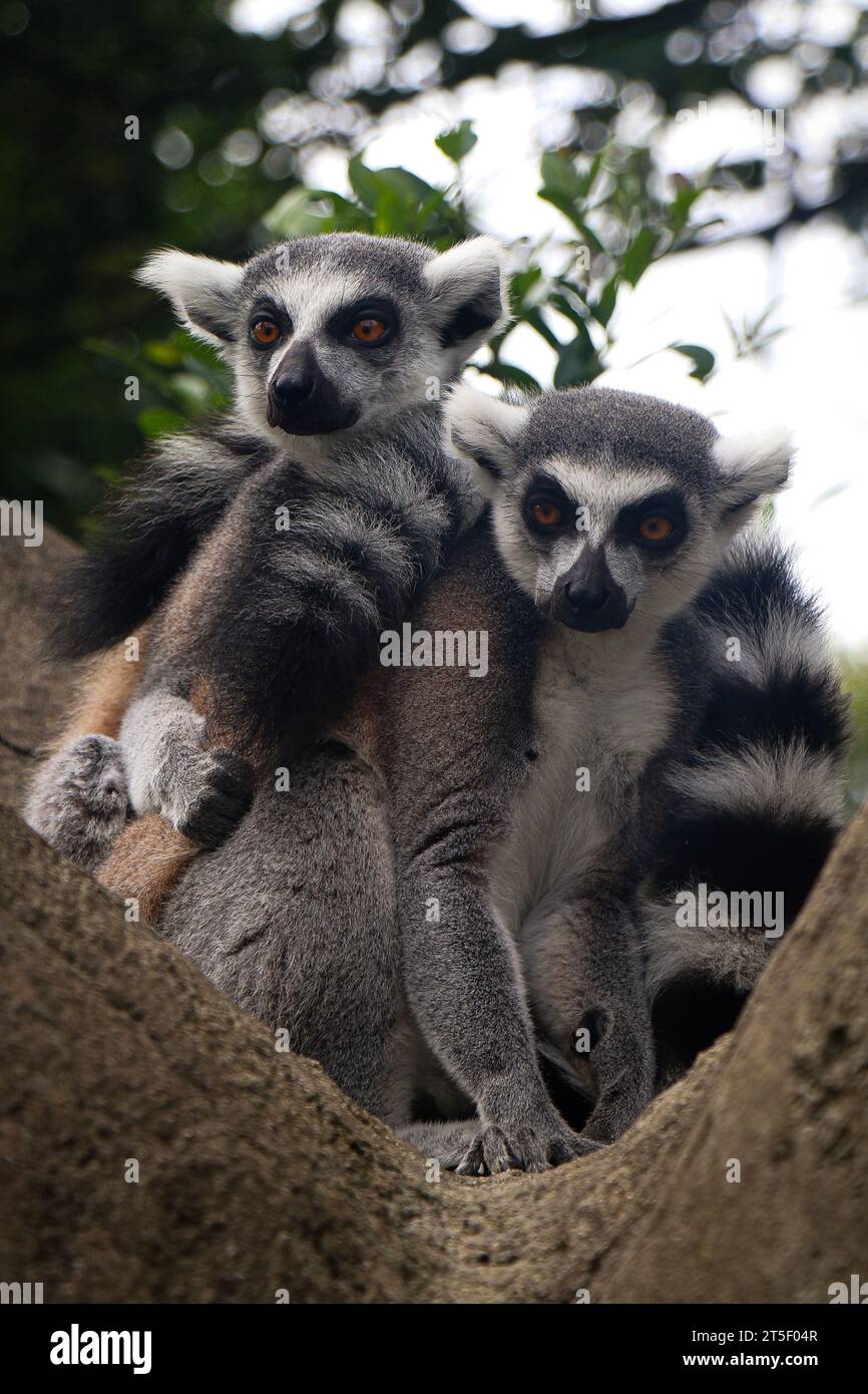 Two ring tailed lemurs sitting together in a tree. Image taken at ...