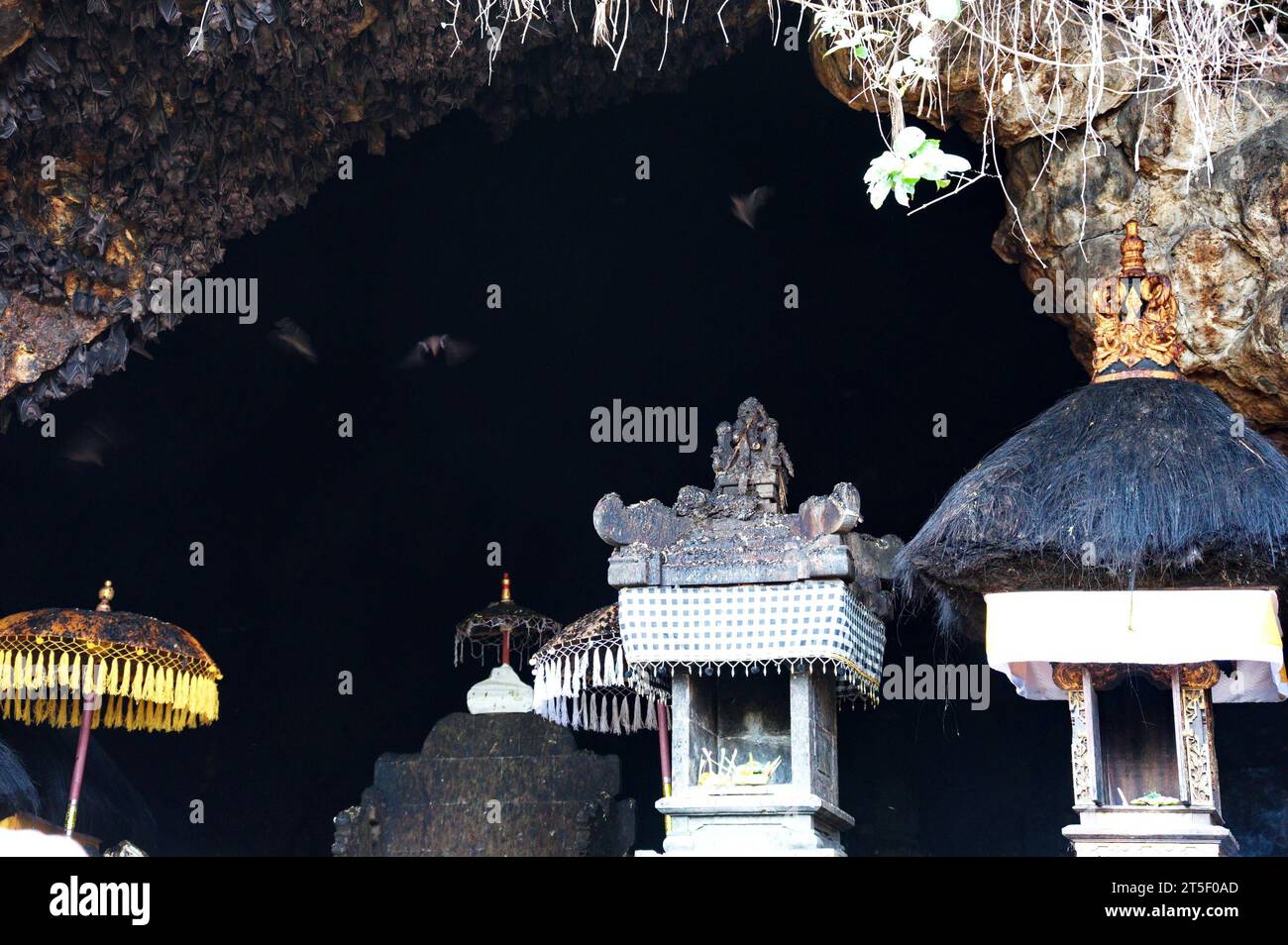 Bat cave on Bali with lot of bats hanging from wall Stock Photo - Alamy