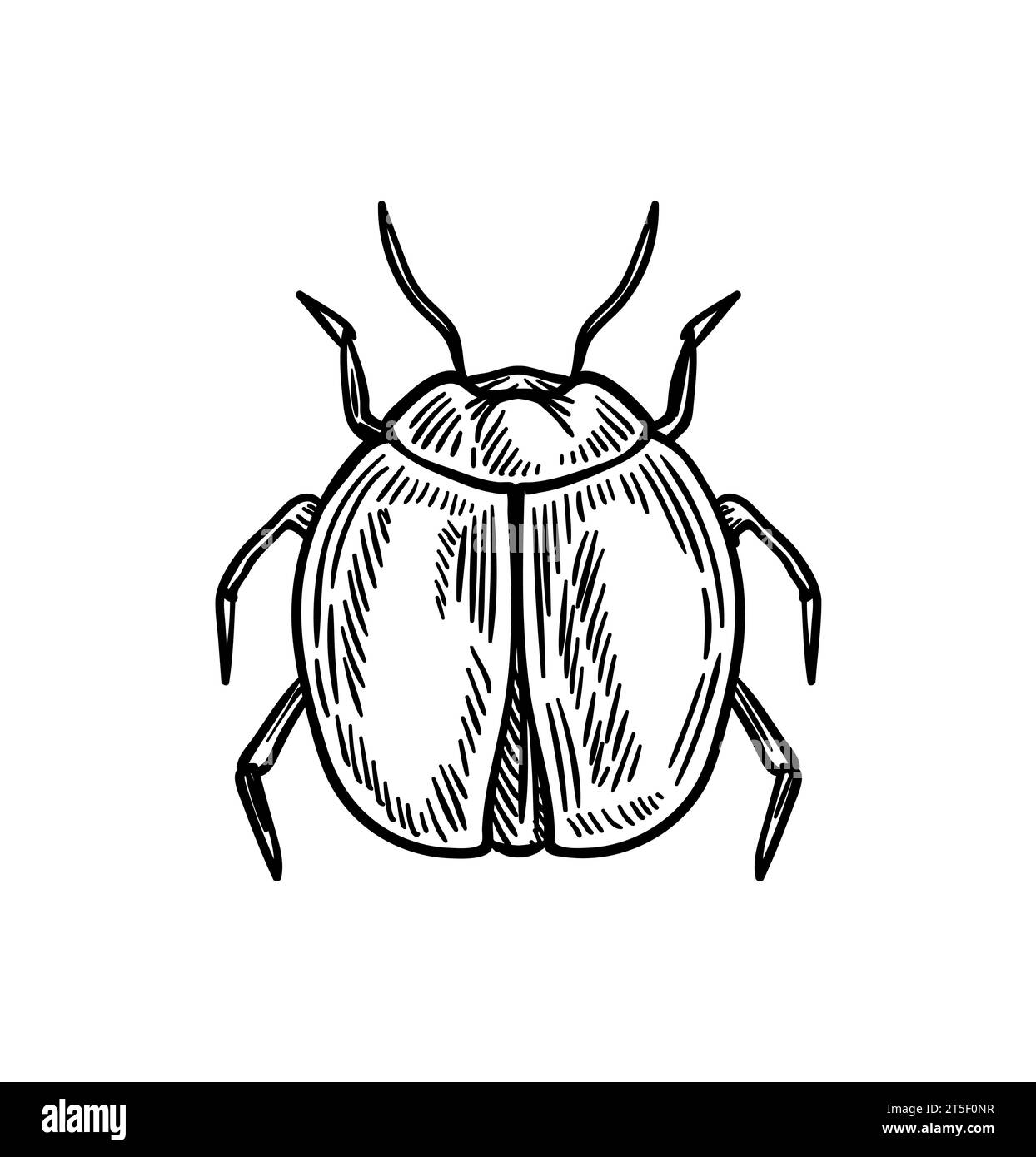 Hand drawn insect vector concept Stock Vector Image & Art - Alamy