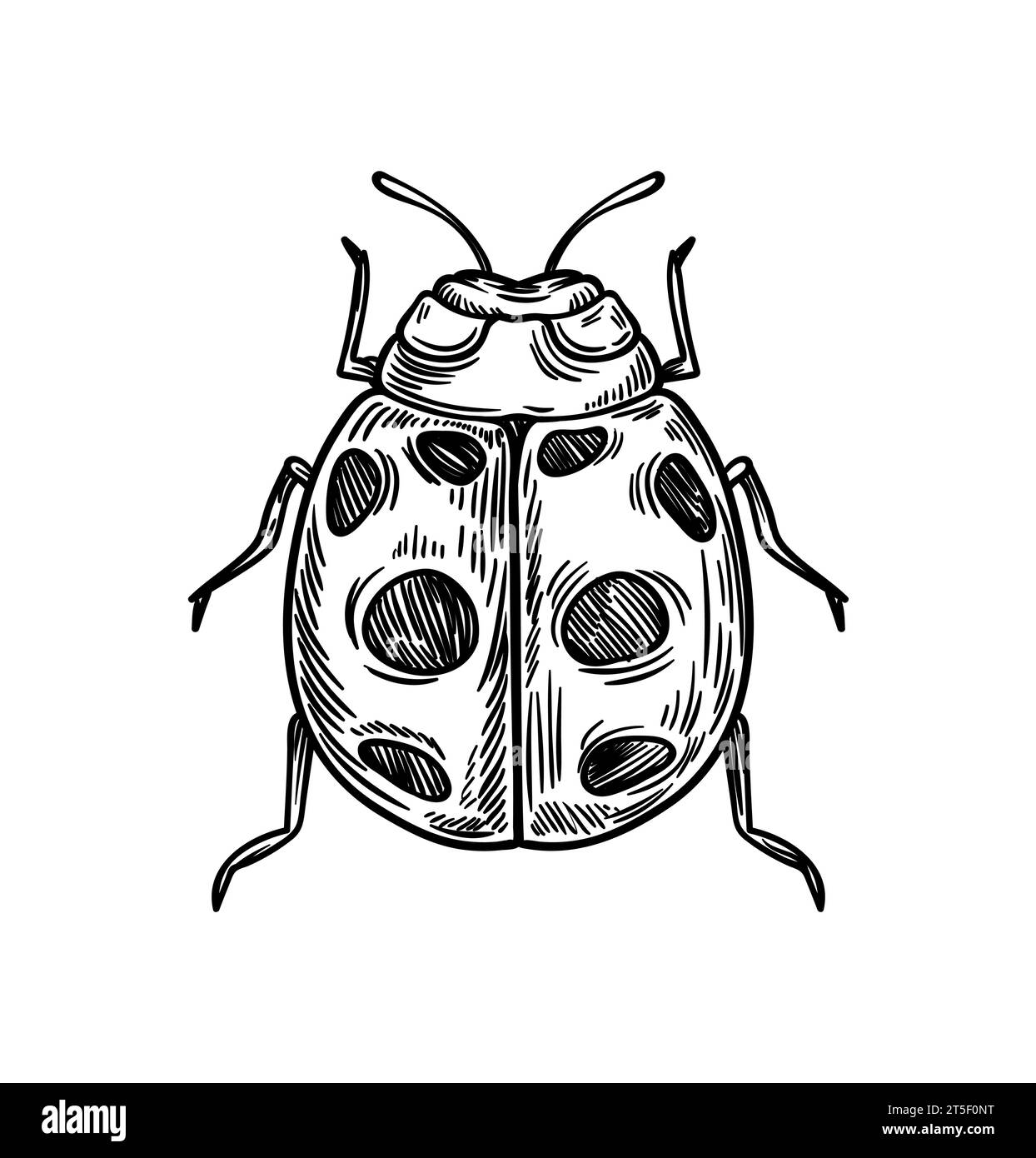 Hand drawn insect vector concept Stock Vector Image & Art - Alamy