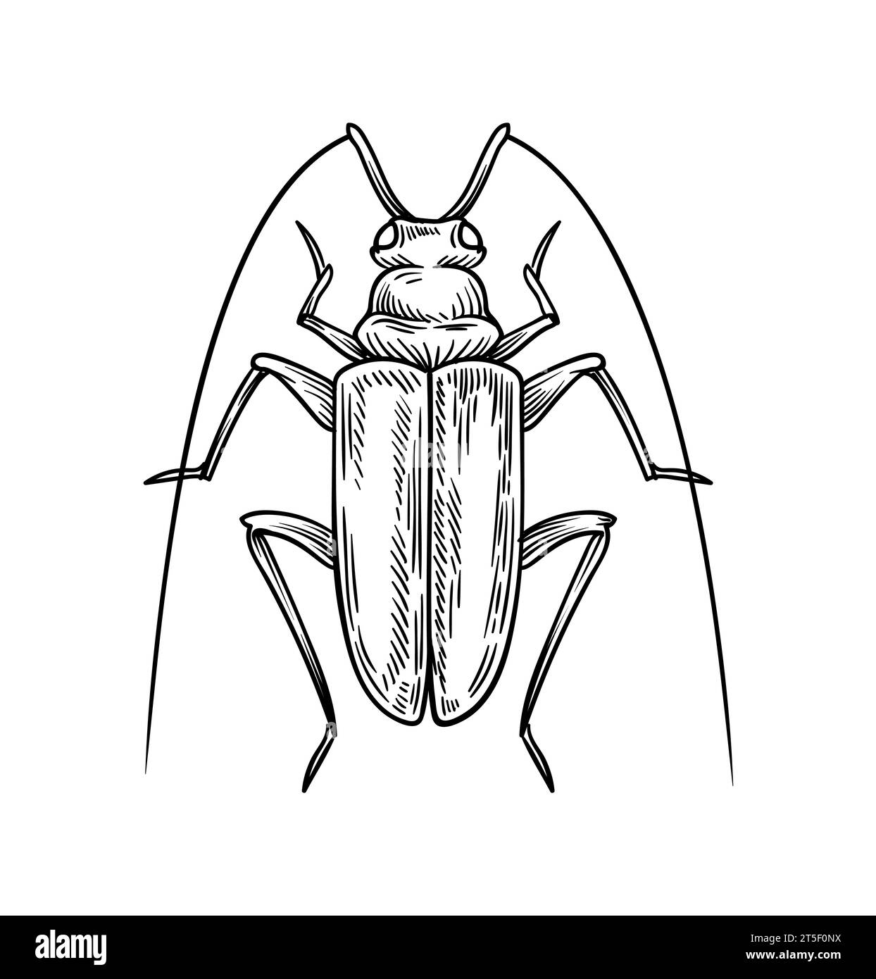 Hand drawn insect vector concept Stock Vector Image & Art - Alamy