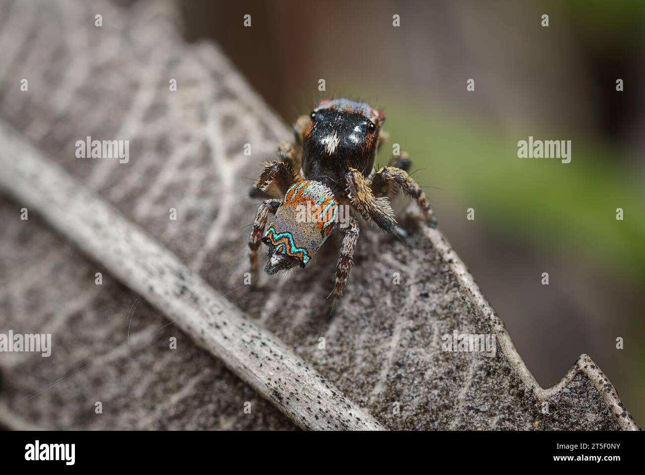 Undescribed Peacock spider, Maratus genus in his breeding colours Stock ...