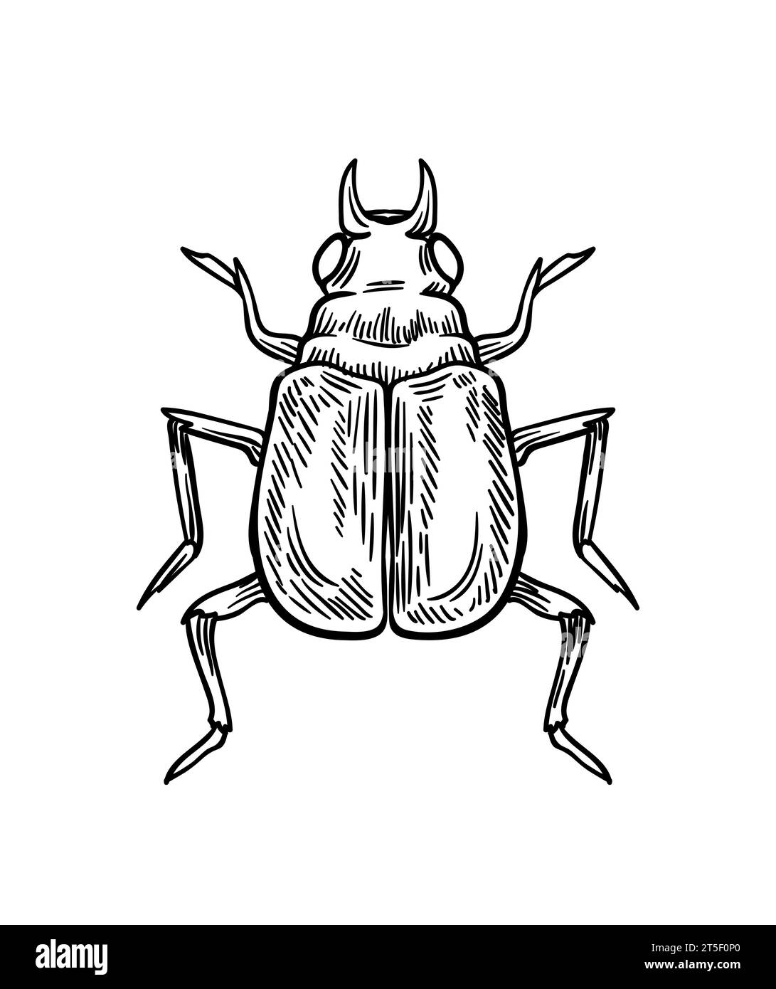 Hand drawn insect vector concept Stock Vector Image & Art - Alamy