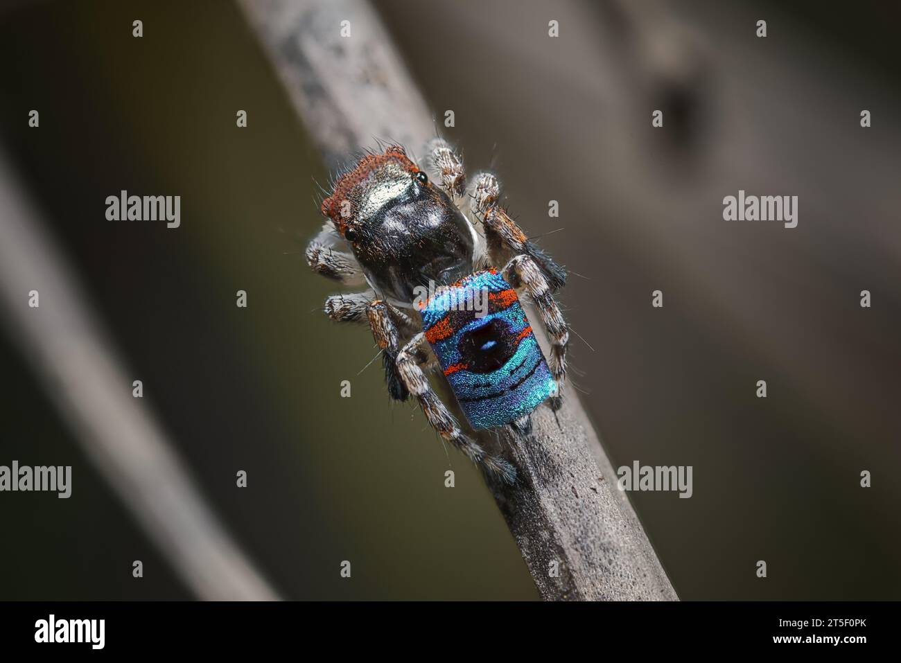 Peacock jumping spider display hi-res stock photography and images - Alamy