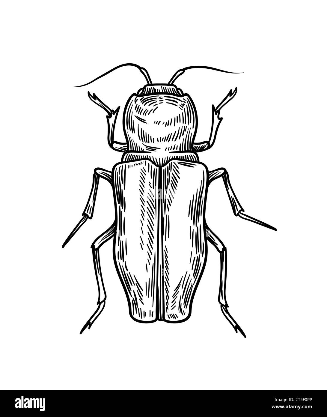 Hand drawn insect vector concept Stock Vector Image & Art - Alamy Hand drawn insect vector concept Stock Vector Image & Art - Alamy