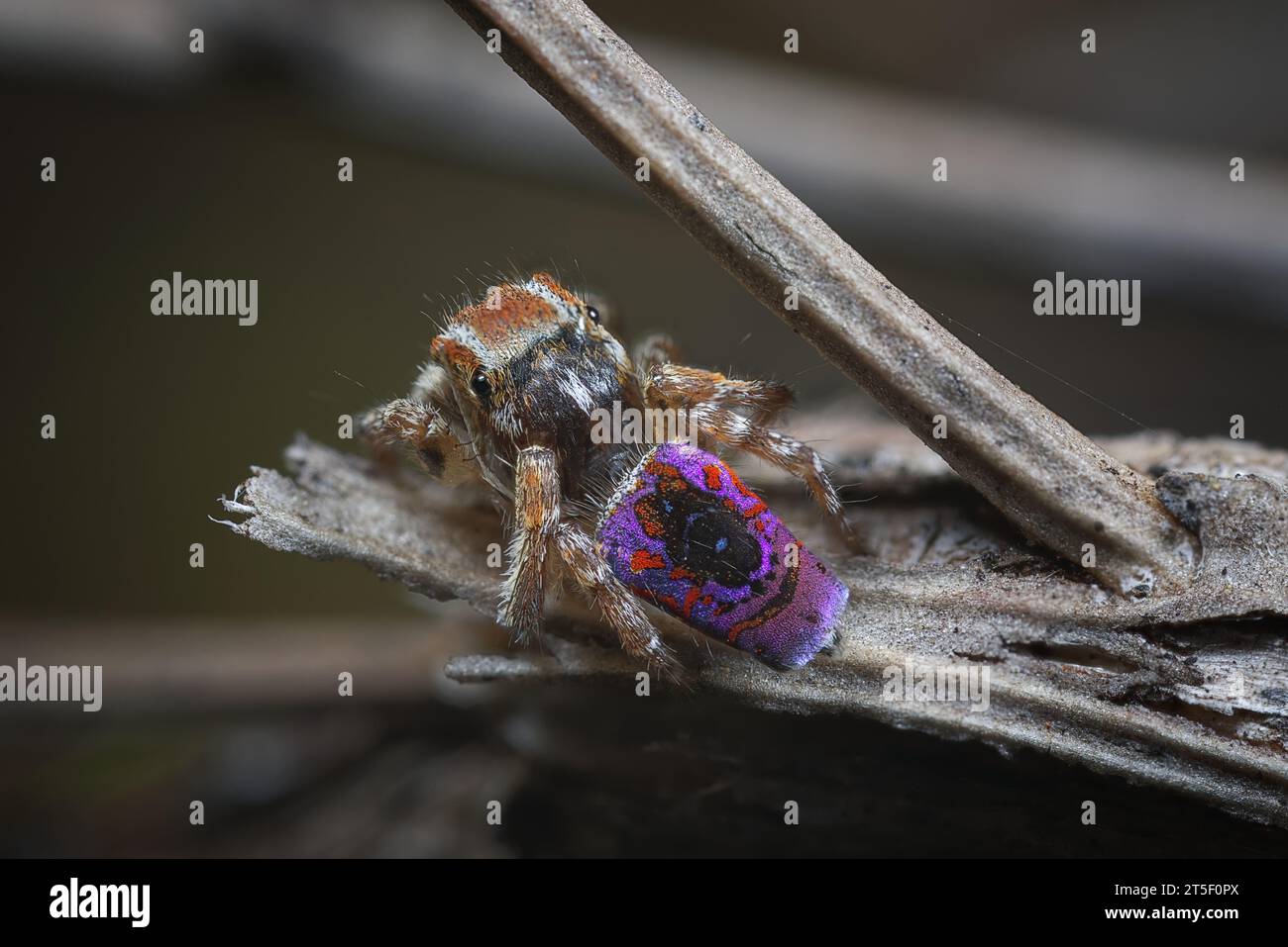 New species of Peacock spider in his breeding colours. Discovered by ...