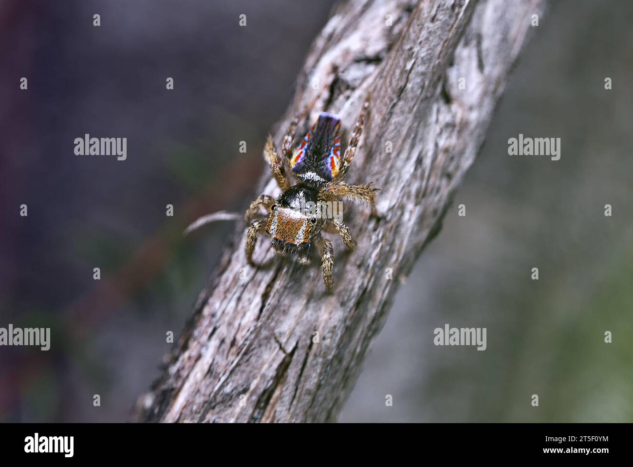 Peacock spider, Maratus cuspis in his breeding colours Stock Photo - Alamy