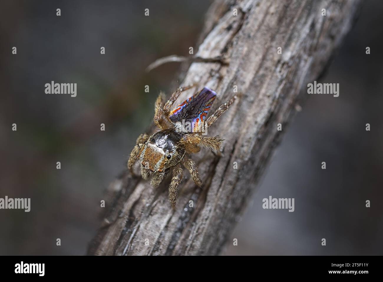 Peacock spider, Maratus cuspis in his breeding colours Stock Photo - Alamy