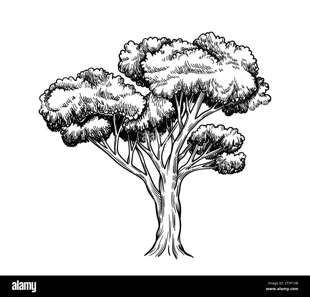 Oak trees vector hand drawn sketch Stock Vector Image & Art - Alamy