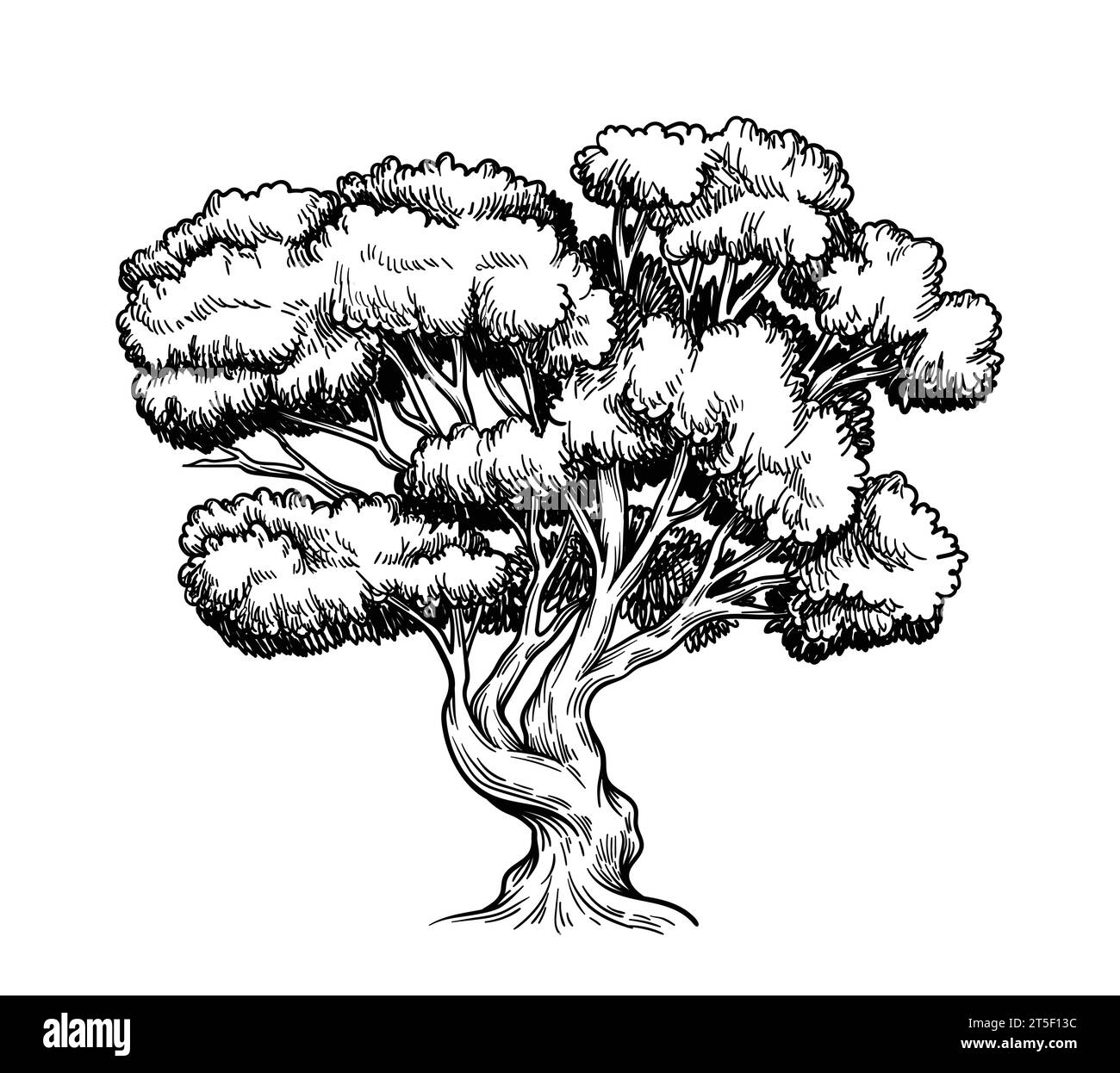 Oak trees vector hand drawn sketch Stock Vector Image & Art - Alamy