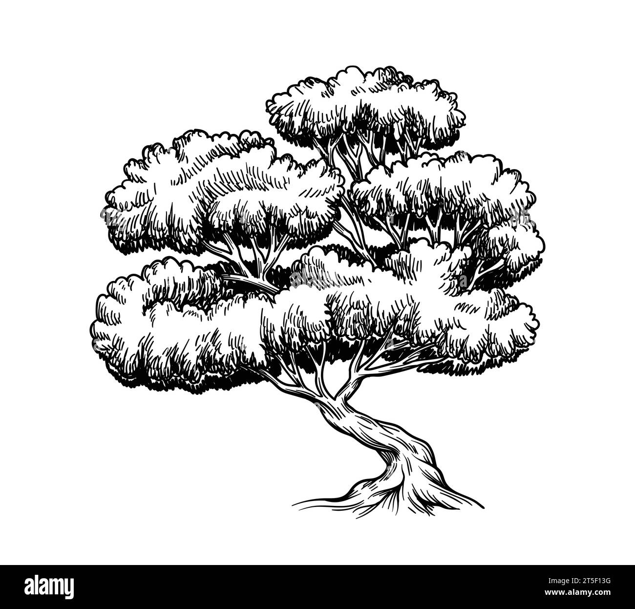 Oak trees vector hand drawn sketch Stock Vector Image & Art - Alamy