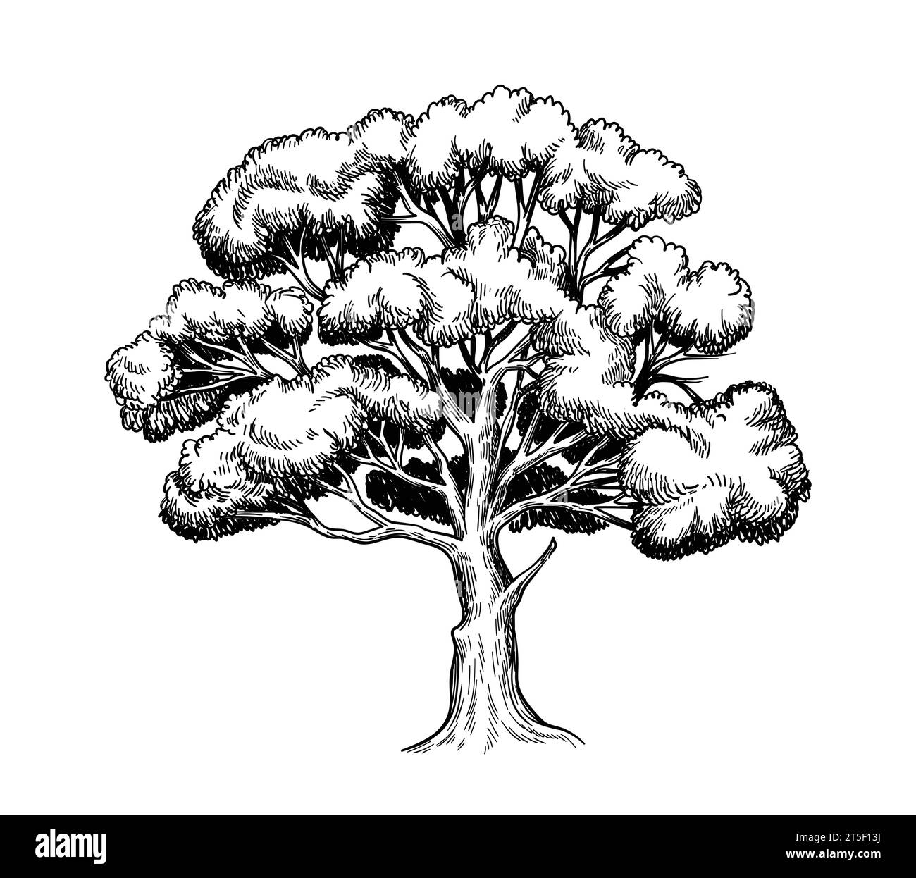 Oak trees vector hand drawn sketch Stock Vector Image & Art - Alamy