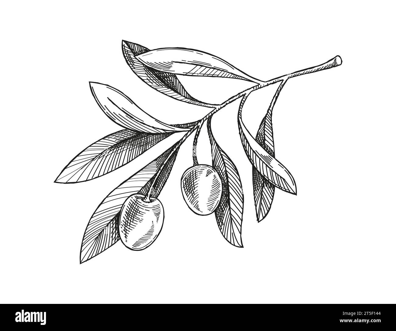 Olive branch vector sketch Stock Vector Image & Art - Alamy