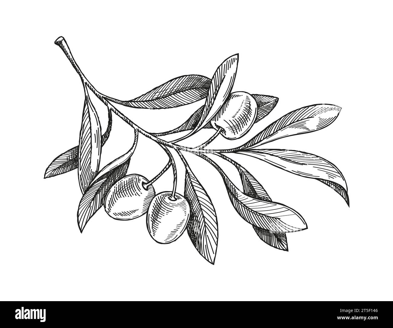 Olive branch vector sketch Stock Vector Image & Art - Alamy