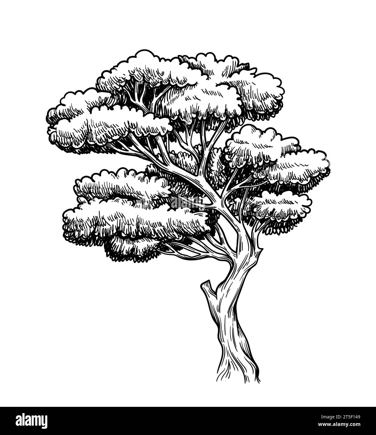 Forest with big trees Black and White Stock Photos & Images - Alamy